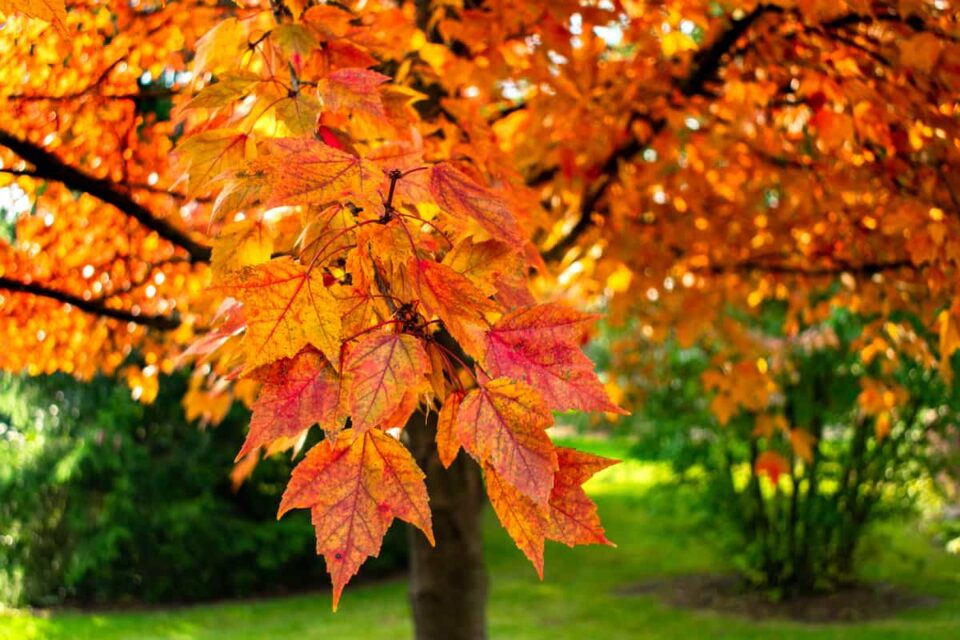 11 Essential Tasks and Tips for a Perfect Fall Garden - Minneopa Orchards