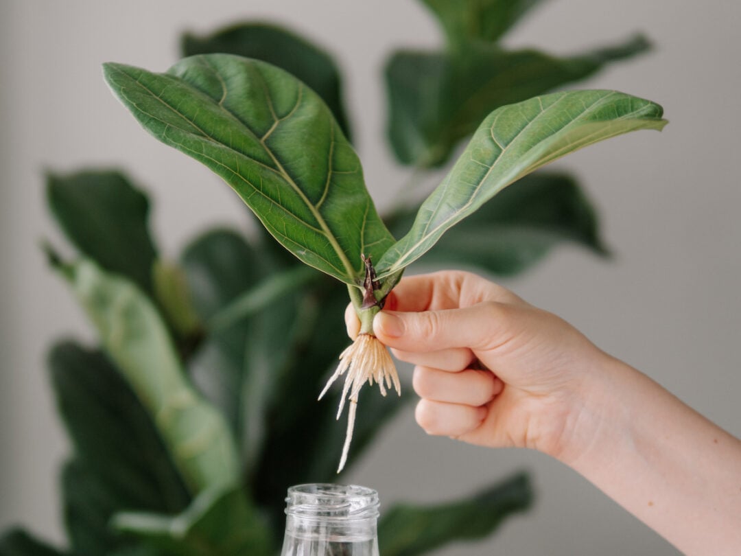 Propagating Fiddle Leaf Fig: Your Simple Guide to Lush Foliage ...