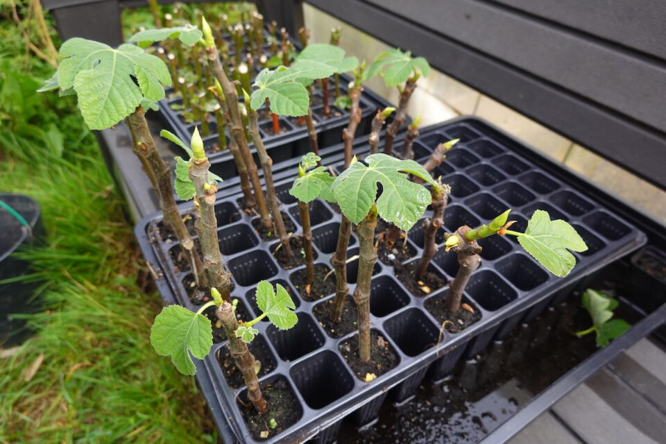 Propagating Fiddle Leaf Fig: Your Simple Guide to Lush Foliage ...