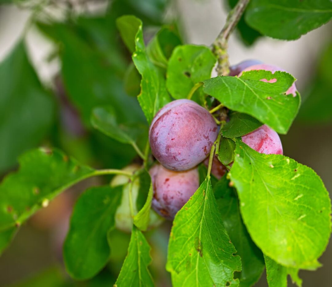 Fruit Trees To Plant in the Fall - Minneopa Orchards