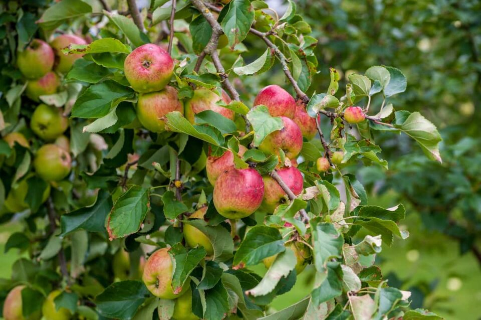 Fruit Trees To Plant in the Fall - Minneopa Orchards