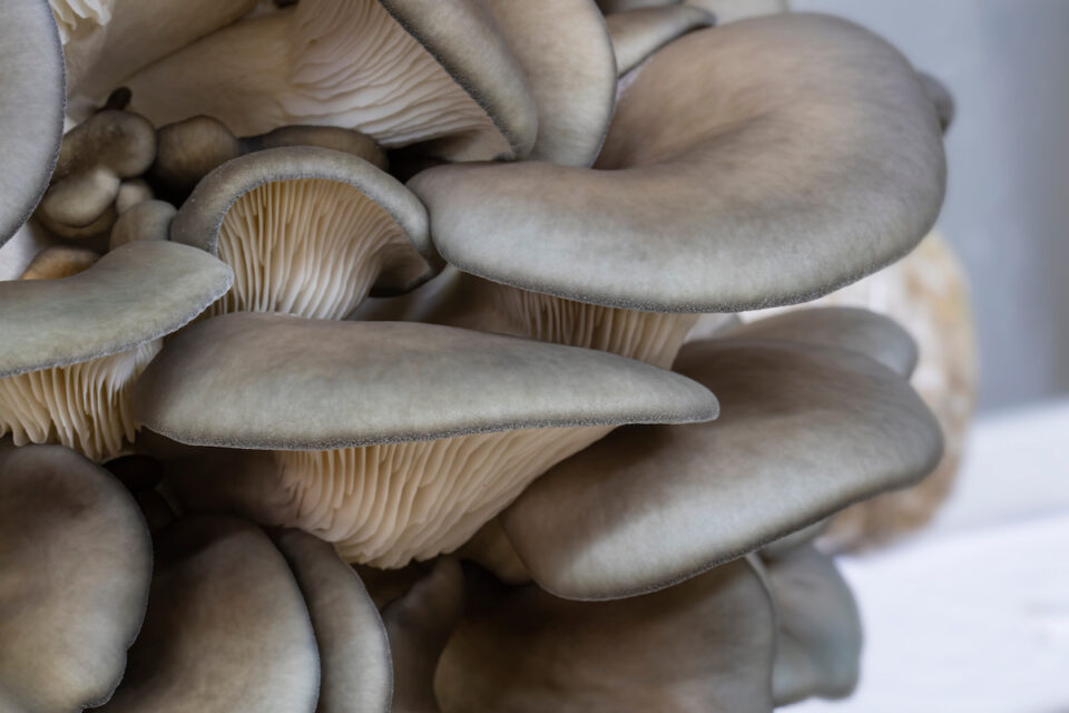 Blue Oyster Mushroom: Cultivation and Health Benefits Explored ...