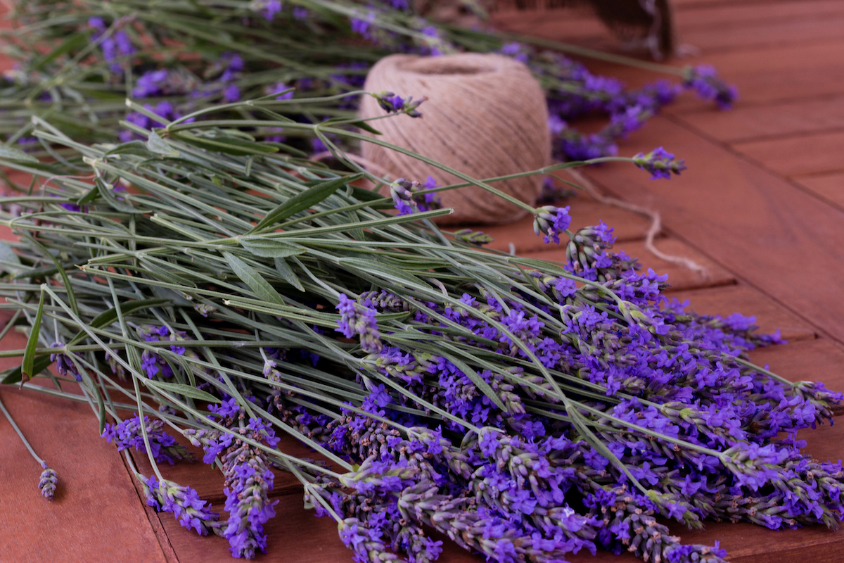 Propagating Lavender: Fill Your Garden with Fragrance - Minneopa Orchards