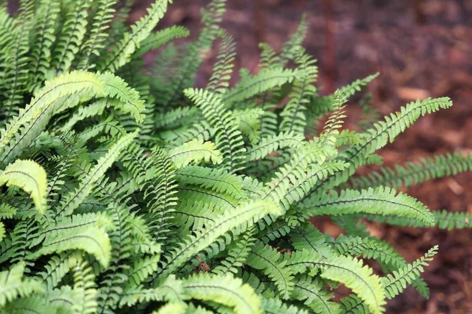 Propagating Ferns: A Guide to Cultivating Ancient Greenery - Minneopa ...