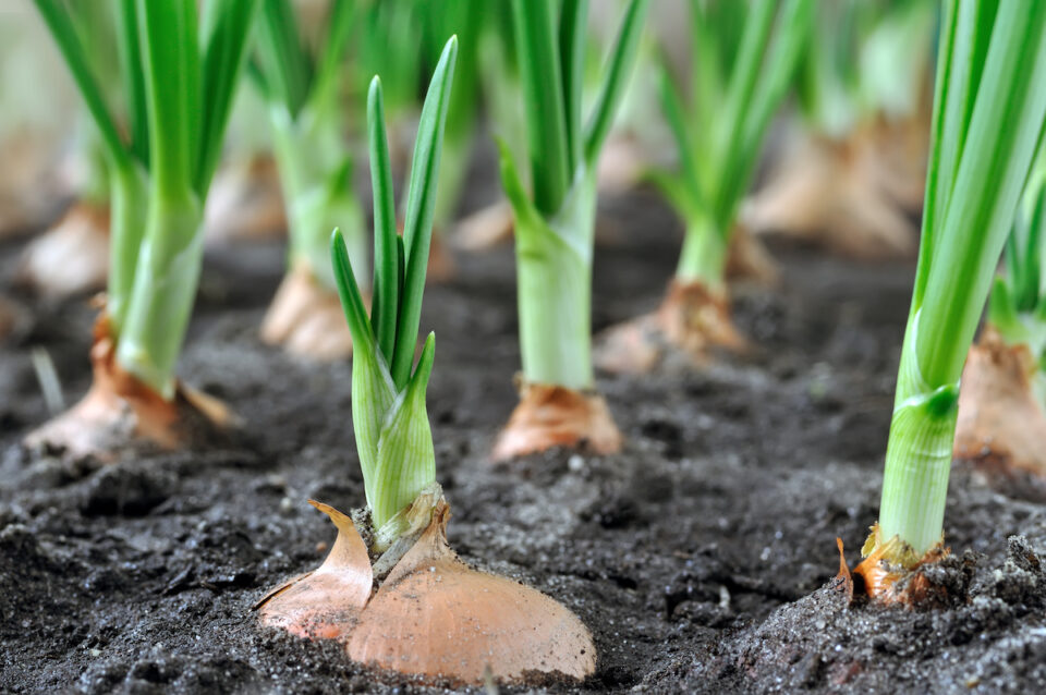 13 Companion Plants For Onions - Minneopa Orchards