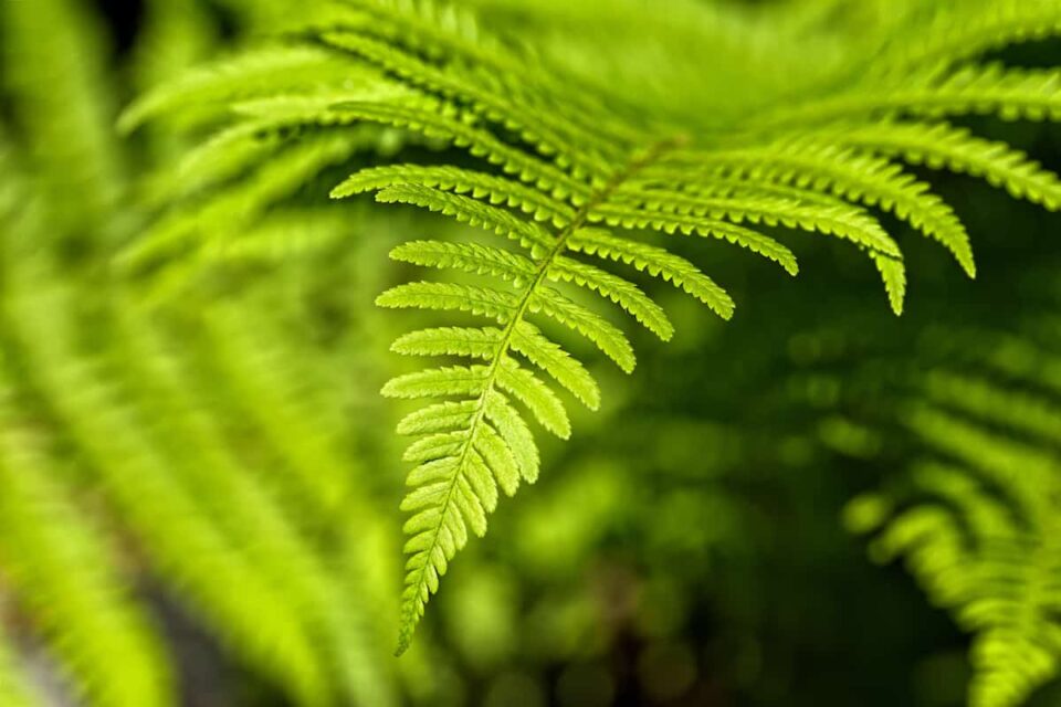 Propagating Ferns: A Guide to Cultivating Ancient Greenery - Minneopa ...
