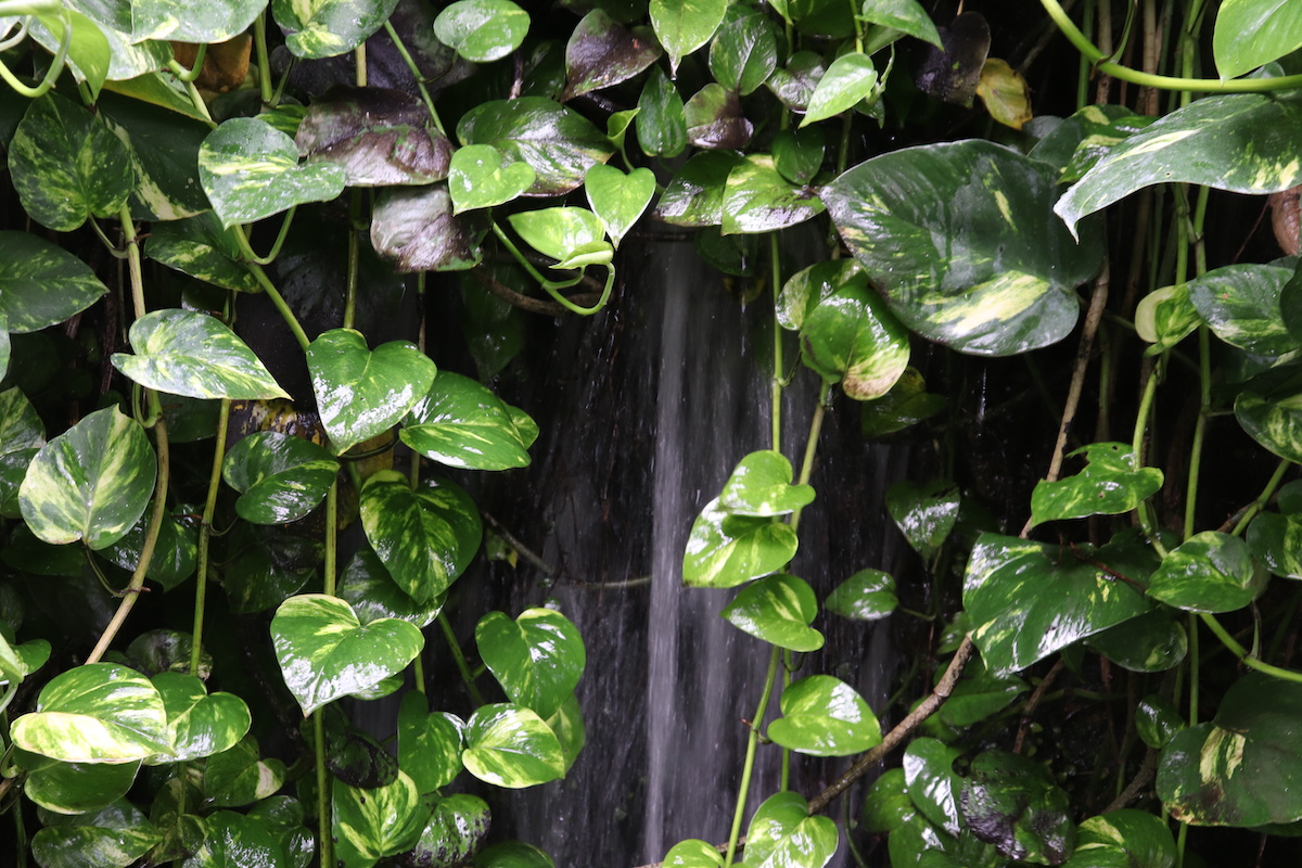 Propagating Pothos in Water: The Easy Method for Lush Greenery ...