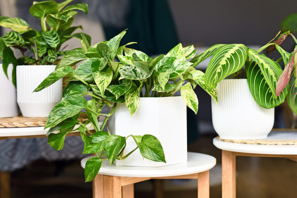 Propagating Pothos in Water: The Easy Method for Lush Greenery ...
