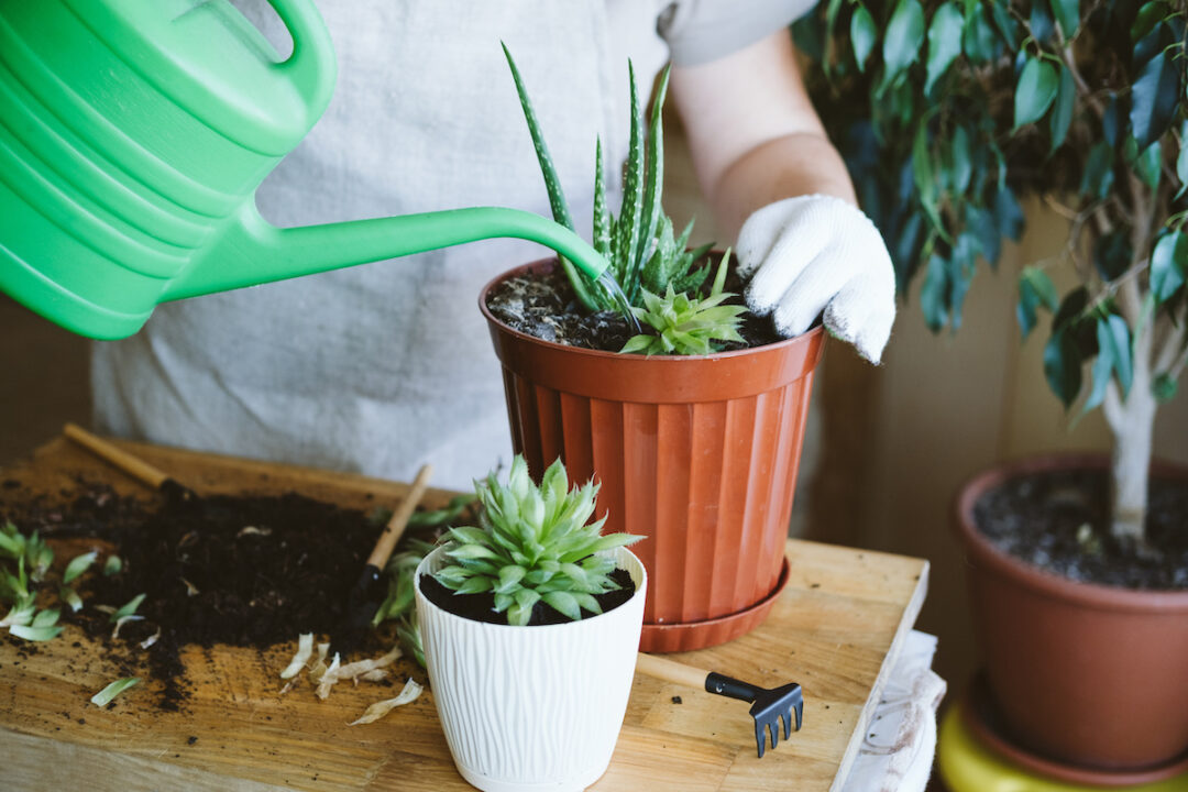 Propagating Aloe: Soothe Your Skin with Homegrown Plants - Minneopa ...