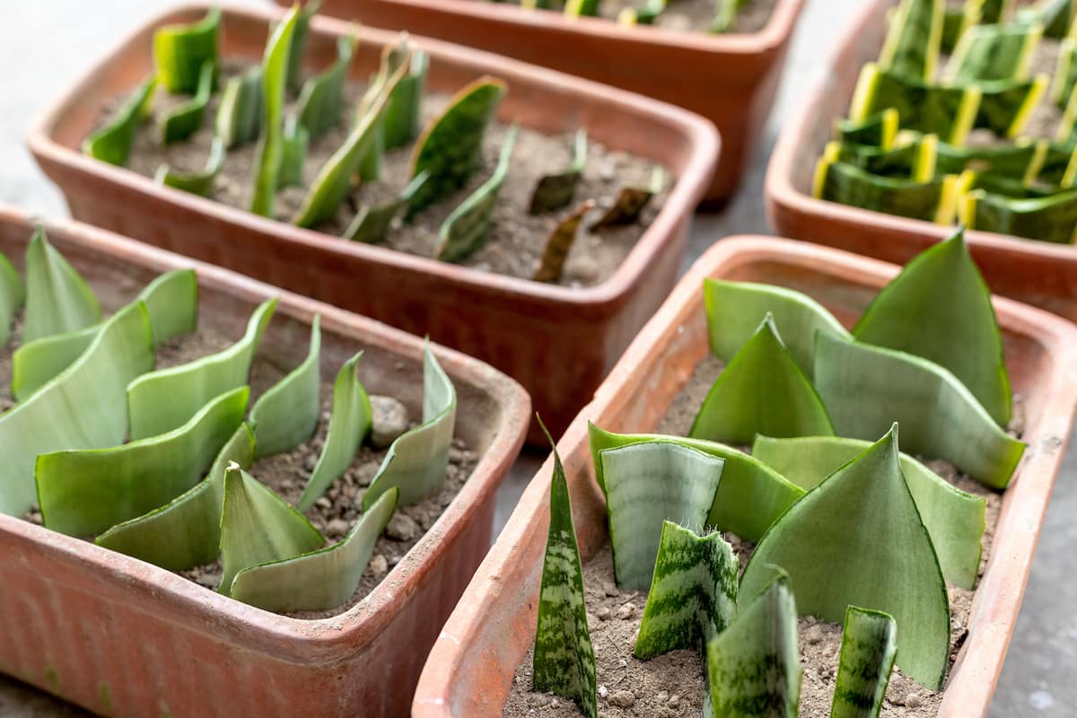 Propagating Dracaena Create A Tropical Oasis In Your Living Room 1279