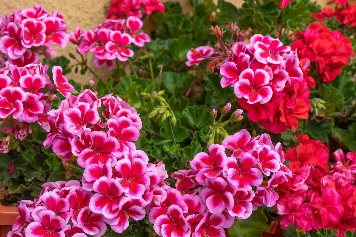 Propagating Geraniums: A Guide to Vibrant Summer Color - Minneopa Orchards