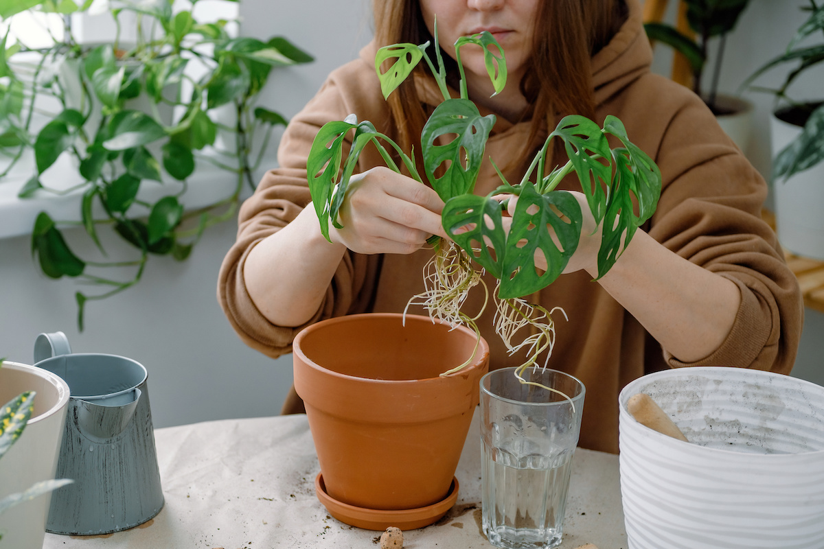 Propagating Monstera: How to Grow Your own Swiss Cheese Plant ...