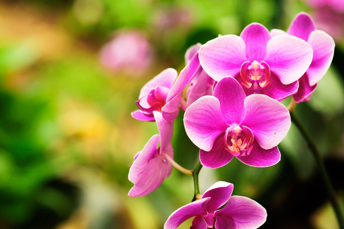 Propagating Orchids: A Step-by-Step Guide for Exotic Beauty - Minneopa ...