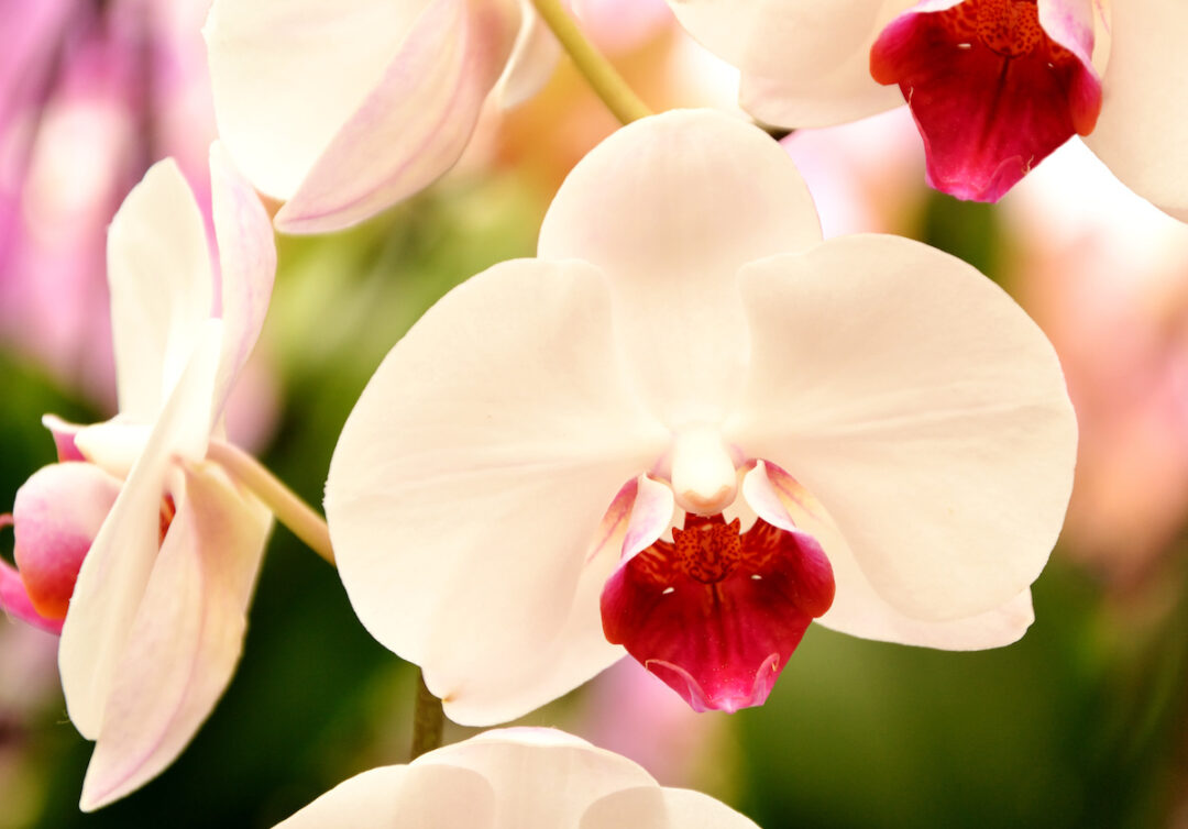 Propagating Orchids: A Step-by-Step Guide for Exotic Beauty - Minneopa ...