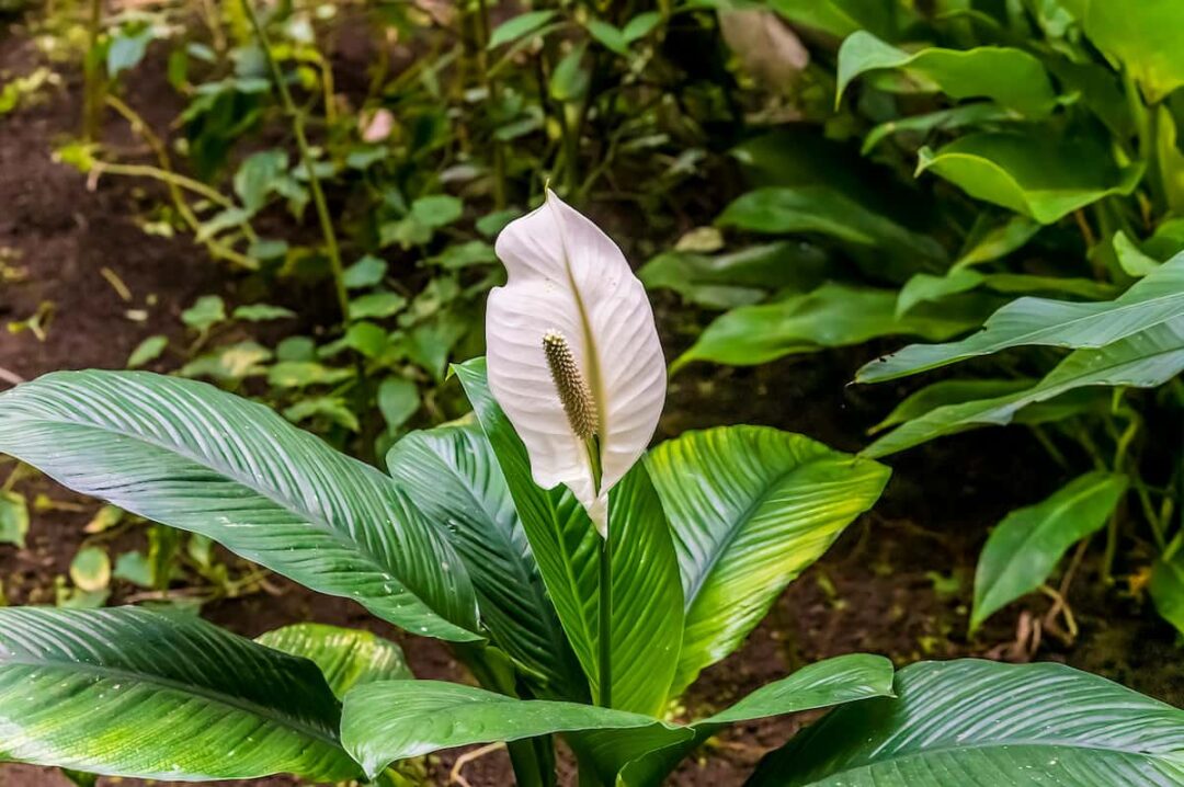 Propagating Peace Lily: Cultivate Peace and Beauty in Your Home ...