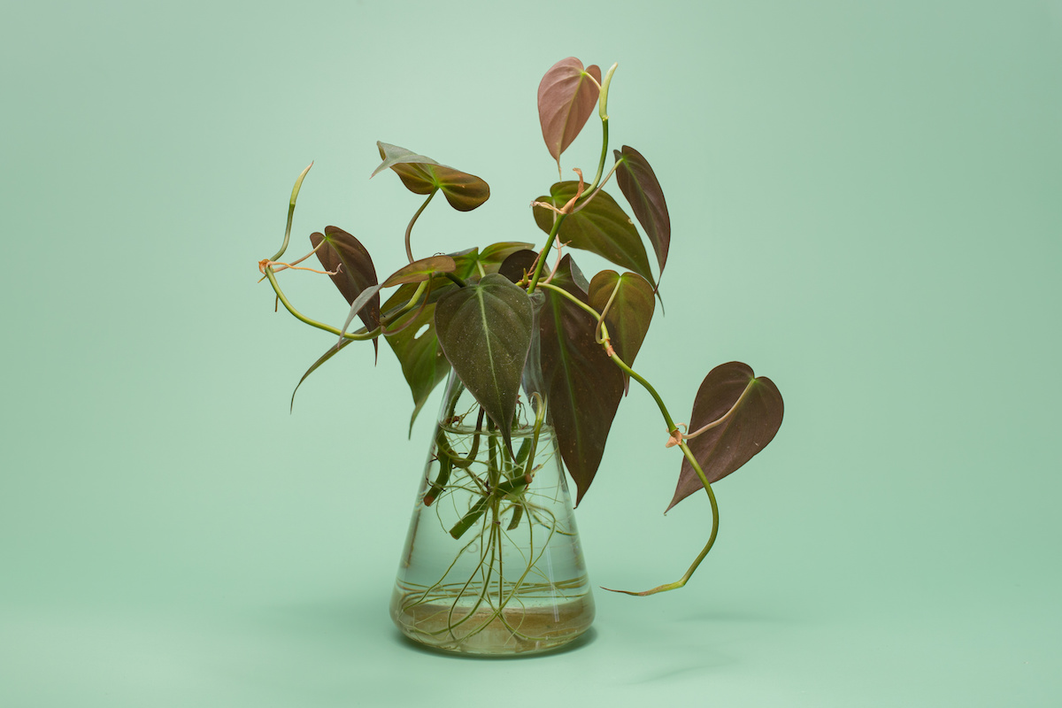 Propagating Philodendron: A Step-by-Step Guide to Lush Houseplants ...
