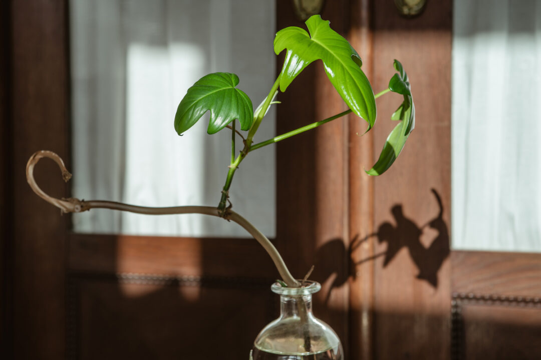 Propagating Philodendron: A Step-by-Step Guide to Lush Houseplants ...