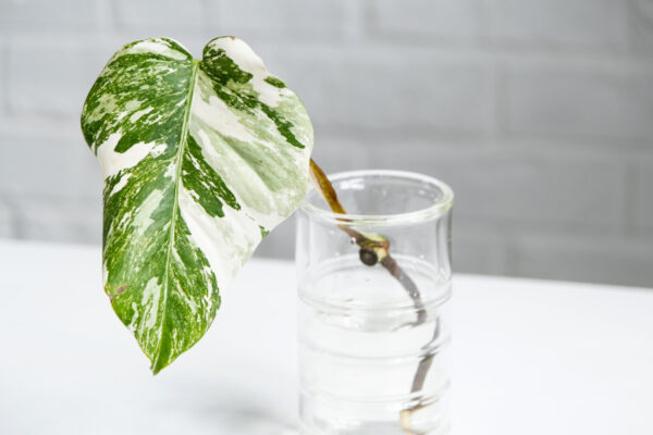 Propagating Philodendron: A Step-by-Step Guide to Lush Houseplants ...