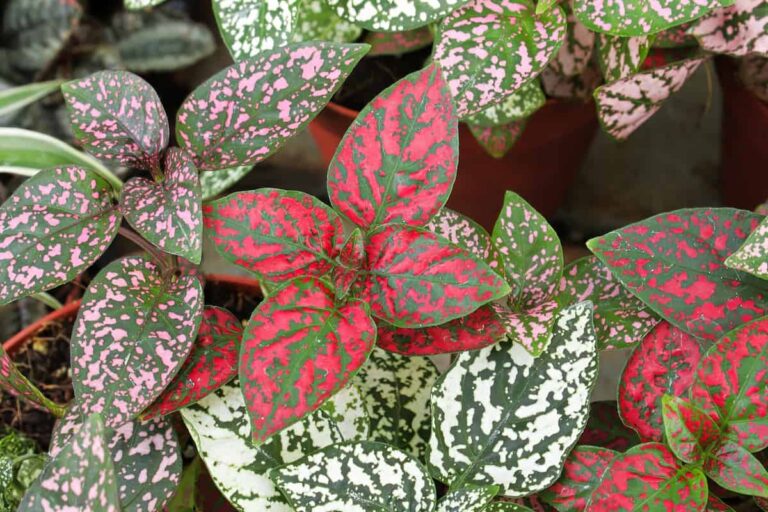 Propagating Plants: A Comprehensive Guide for Beginners - Minneopa Orchards