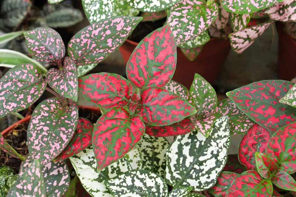 Propagating Polka Dot Plant: Add a Splash of Color to Your Garden ...