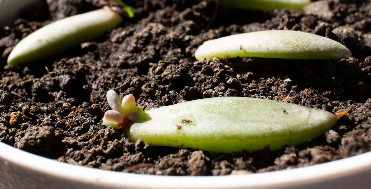 Propagating Plants: A Comprehensive Guide for Beginners - Minneopa Orchards