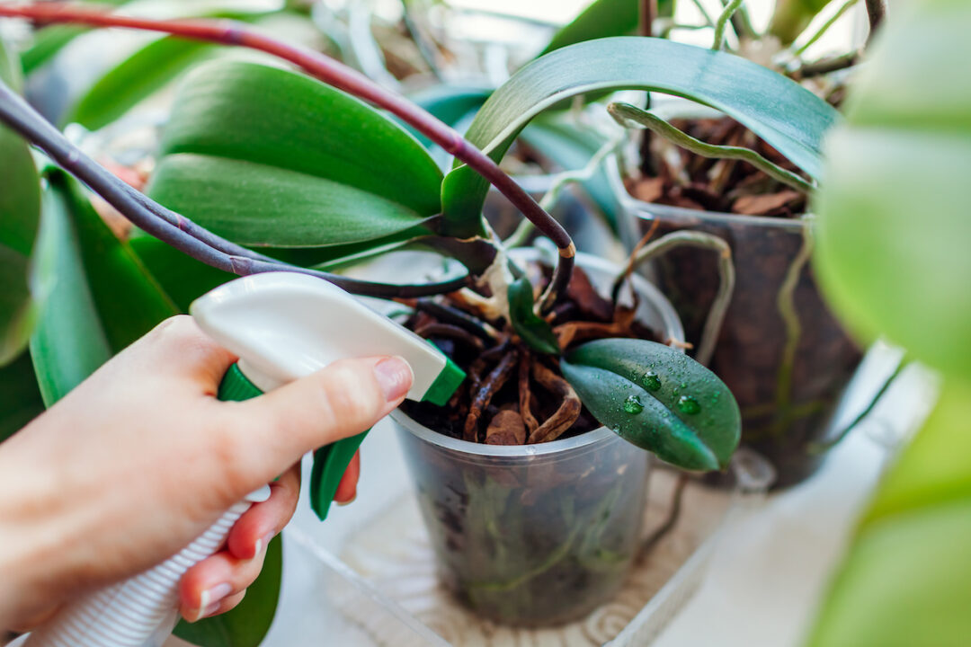 Propagating Orchids: A Step-by-Step Guide for Exotic Beauty - Minneopa ...