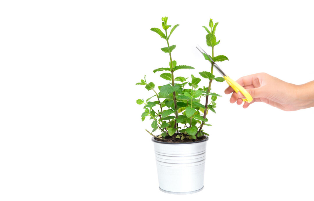 Propagating Mint: A Refreshing Guide for Homegrown Herbs - Minneopa ...