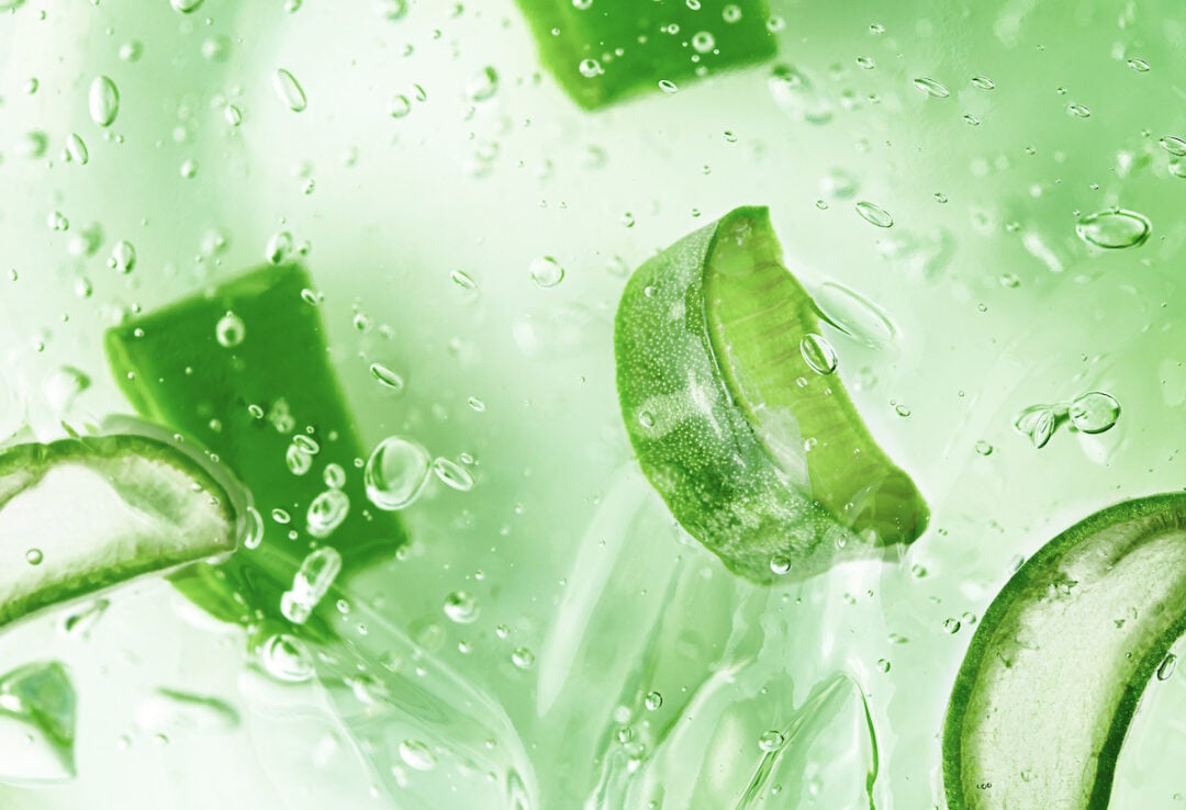 Homemade Rooting Hormone: An Organic Approach to Plant Propagation ...