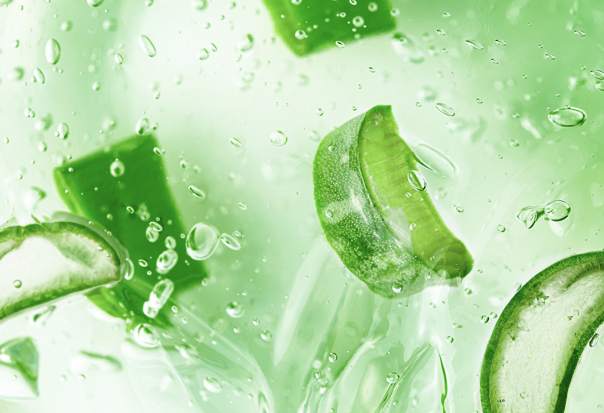 Homemade Rooting Hormone: An Organic Approach to Plant Propagation ...