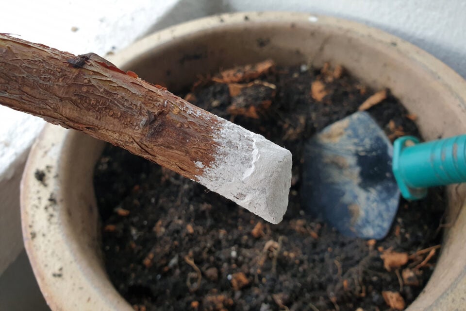 Homemade Rooting Hormone: An Organic Approach to Plant Propagation ...