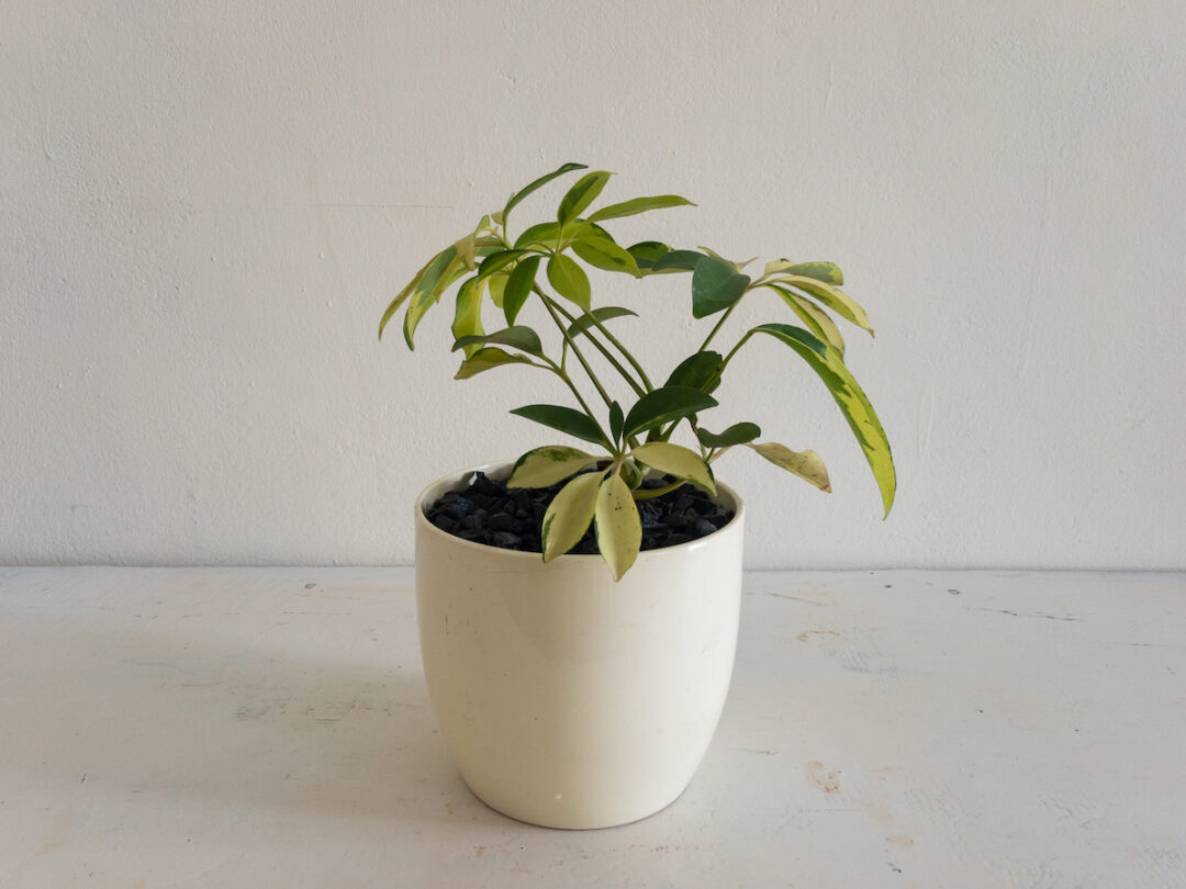 Propagating Schefflera: How to Cultivate an Umbrella Tree - Minneopa ...