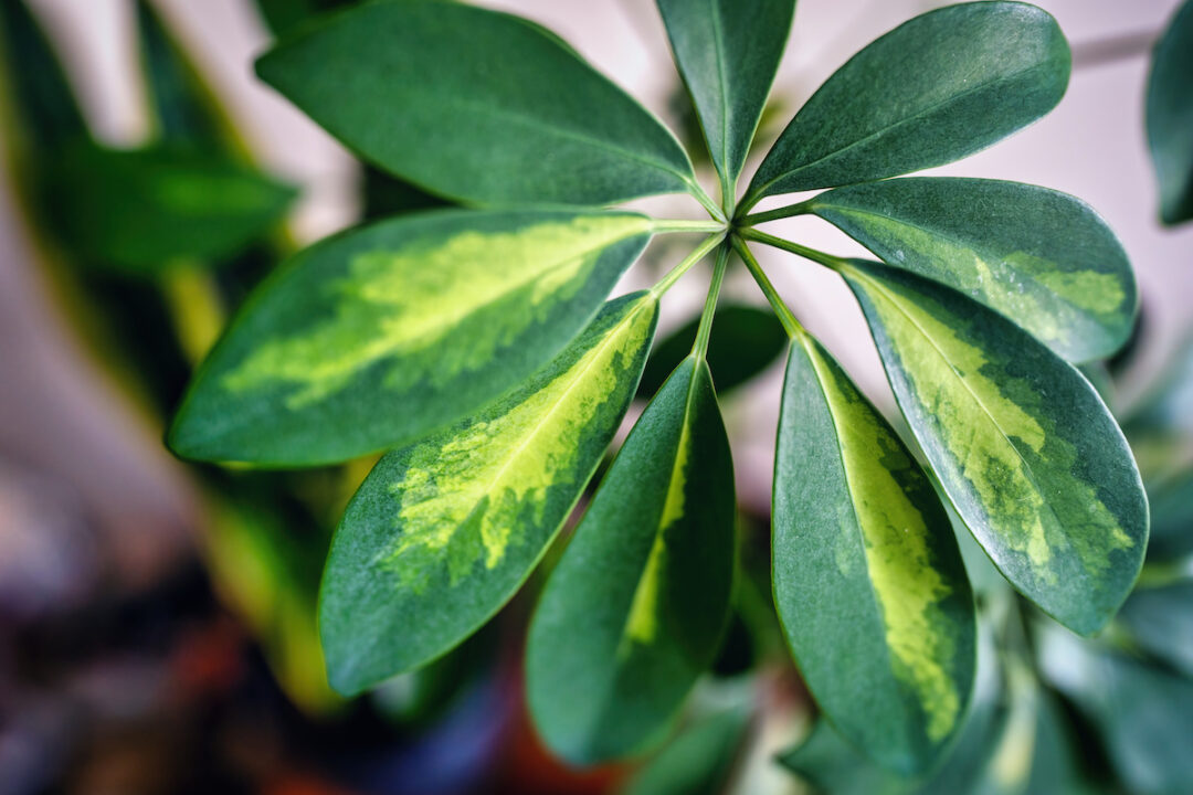 Propagating Schefflera: How to Cultivate an Umbrella Tree - Minneopa ...