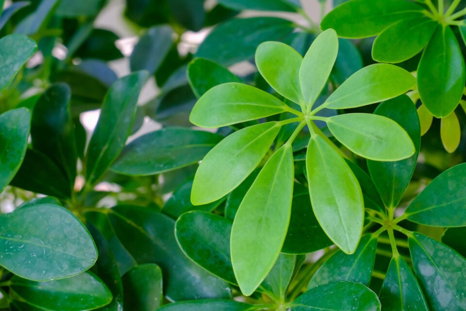 Propagating Schefflera: How to Cultivate an Umbrella Tree - Minneopa ...