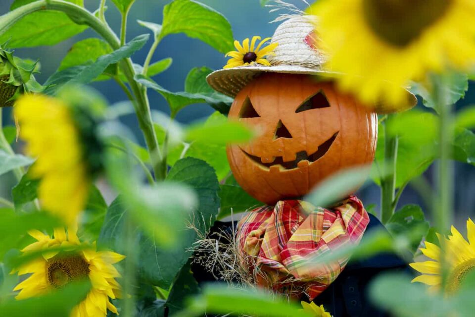 How to Create a Spooky and Fun Halloween Haunted Garden - Minneopa Orchards
