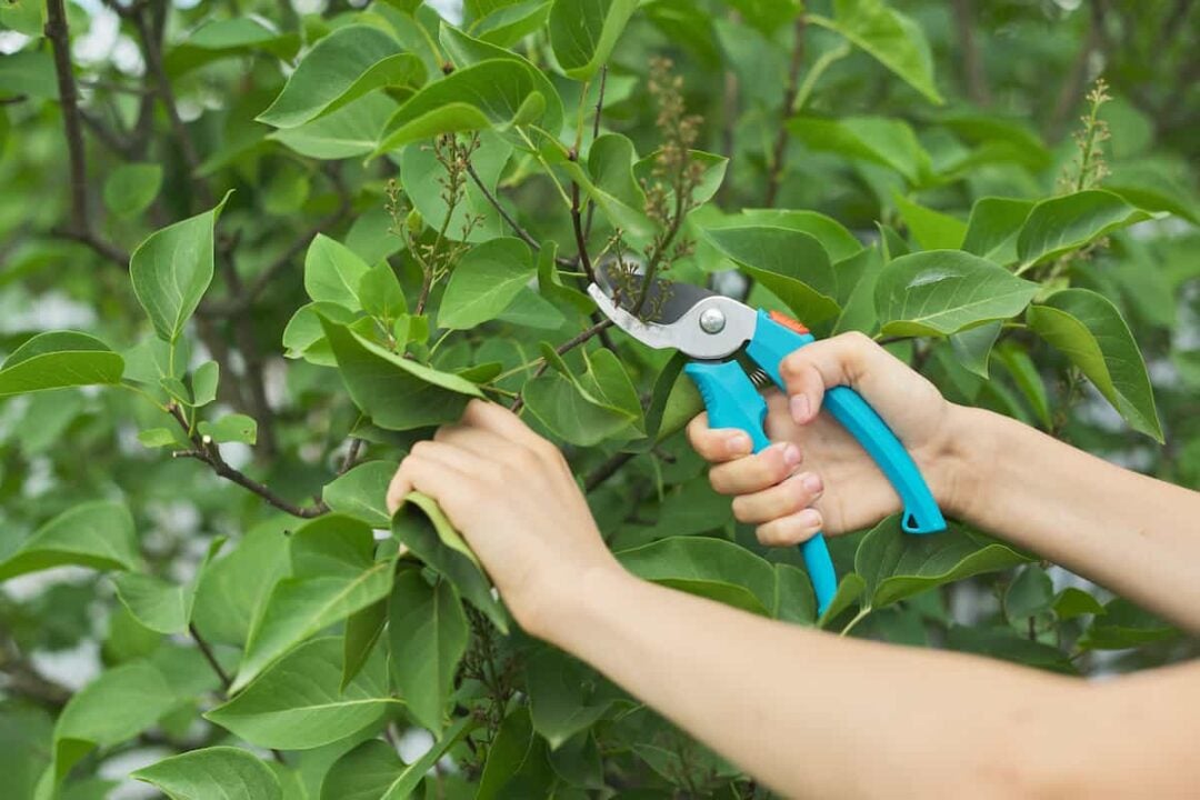 Propagating Lilacs: A Sweet-Smelling Guide for Spring Blooms - Minneopa ...
