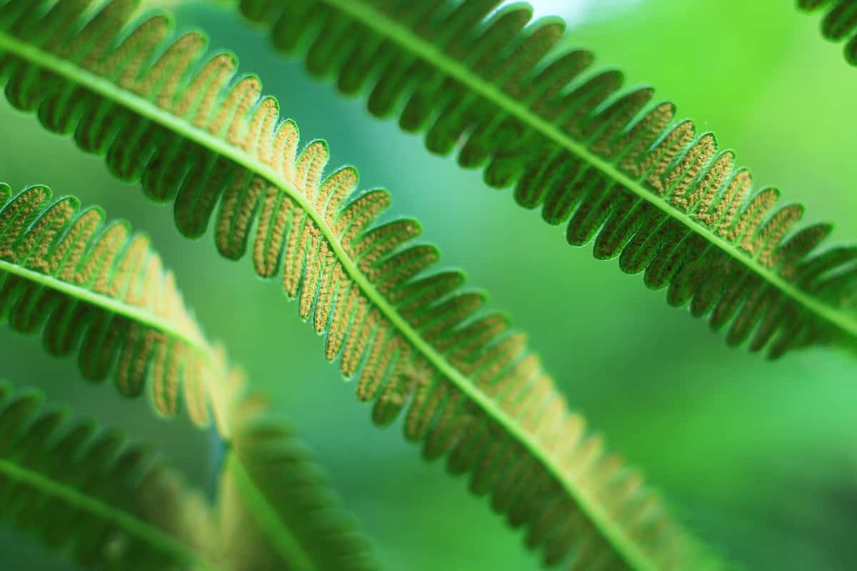 Propagating Ferns: A Guide to Cultivating Ancient Greenery - Minneopa ...
