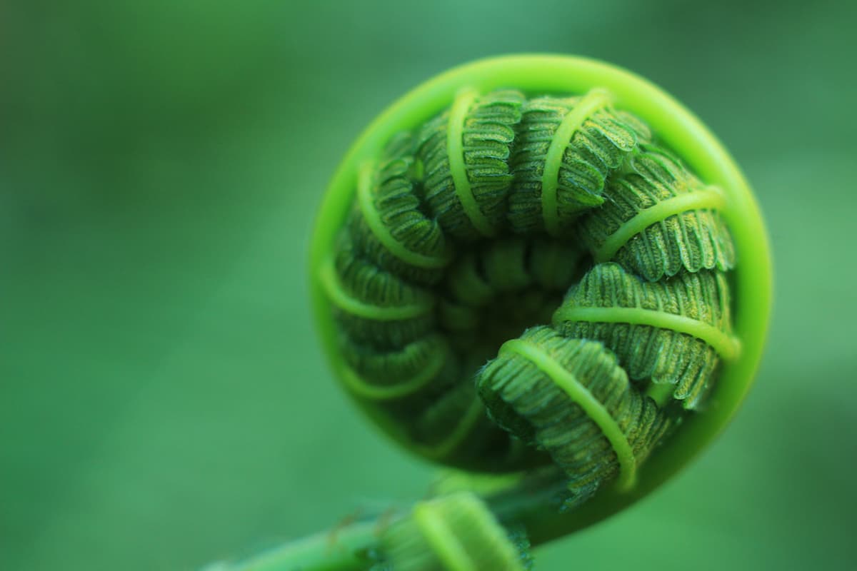 Propagating Ferns: A Guide to Cultivating Ancient Greenery - Minneopa ...
