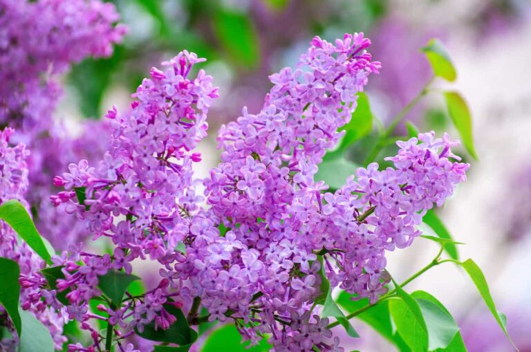 Propagating Lilacs: A Sweet-Smelling Guide for Spring Blooms - Minneopa ...