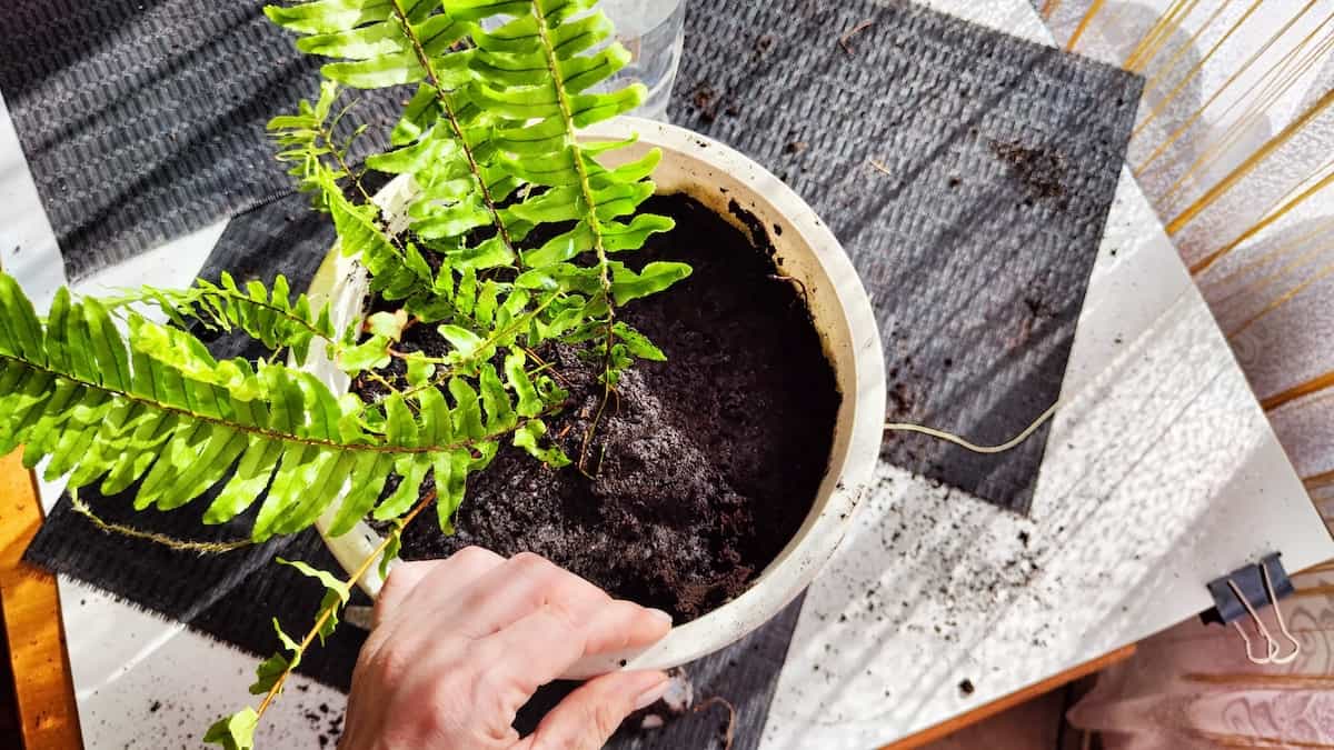 Propagating Ferns: A Guide to Cultivating Ancient Greenery - Minneopa ...