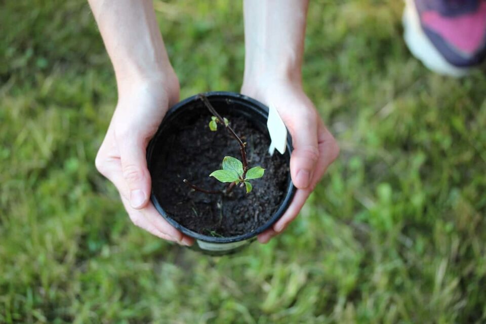 Propagating Lilacs: A Sweet-Smelling Guide for Spring Blooms - Minneopa ...