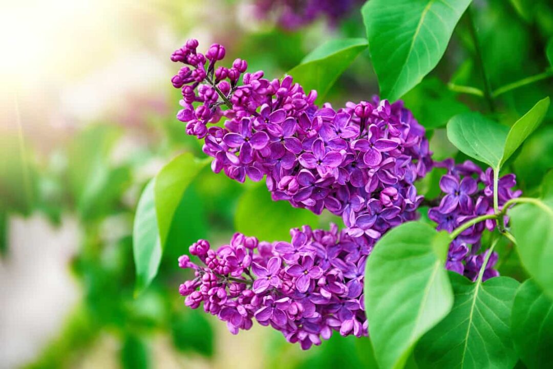 Propagating Lilacs: A Sweet-Smelling Guide for Spring Blooms - Minneopa ...