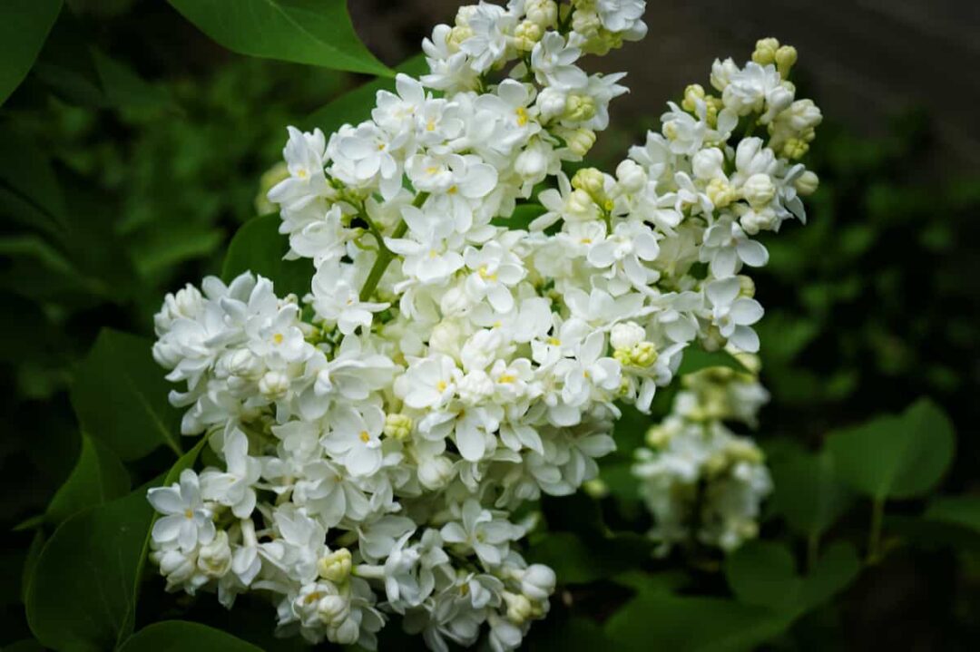 Propagating Lilacs: A Sweet-Smelling Guide for Spring Blooms - Minneopa ...