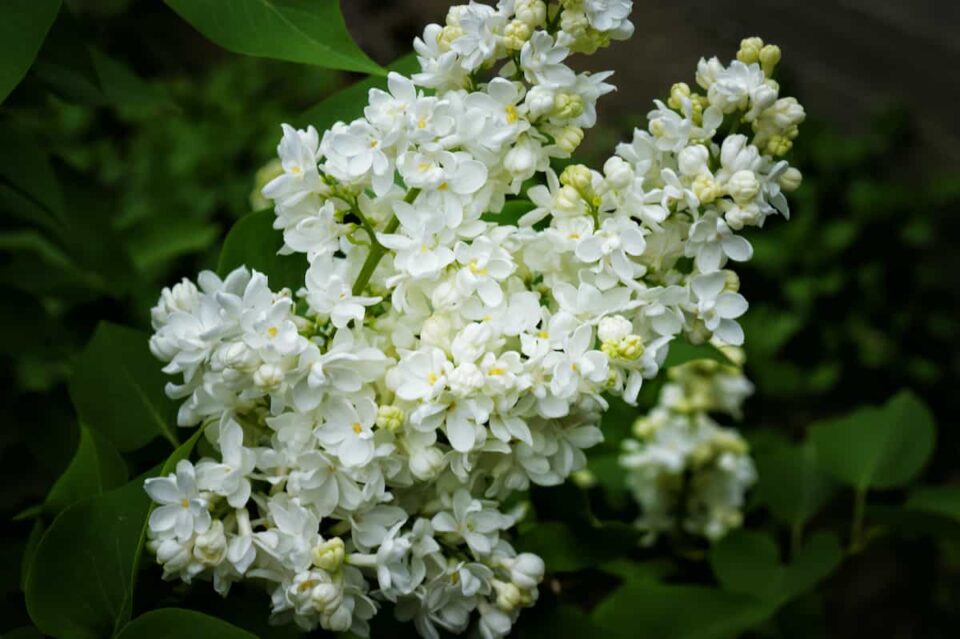 Propagating Lilacs: A Sweet-Smelling Guide for Spring Blooms - Minneopa ...