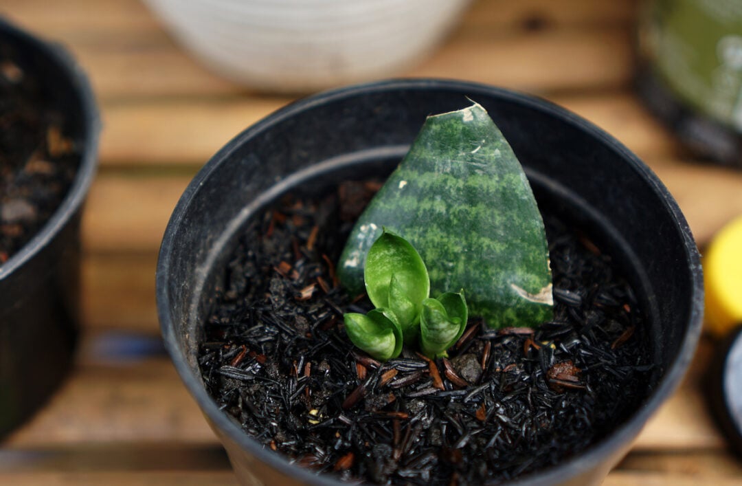 Propagating Snake Plants: Simple Techniques for Success - Minneopa Orchards