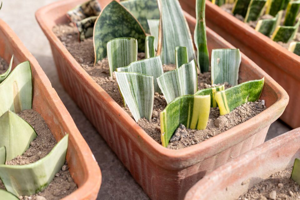 Propagating Snake Plants: Simple Techniques for Success - Minneopa Orchards