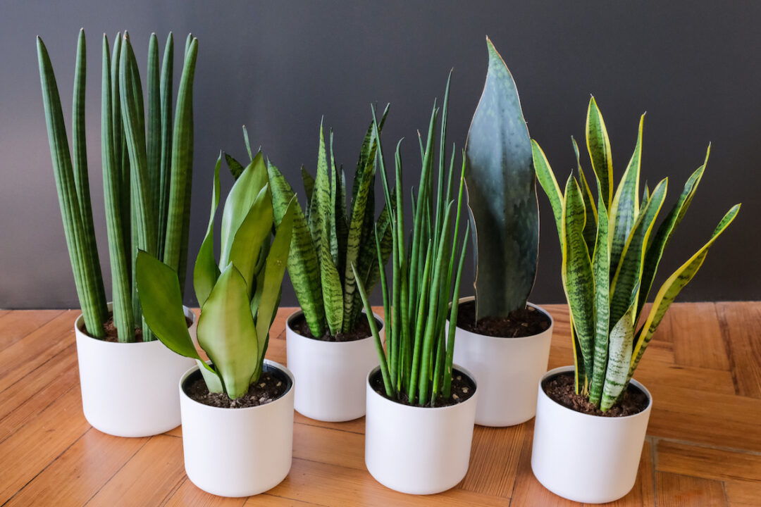 Propagating Snake Plants: Simple Techniques for Success - Minneopa Orchards
