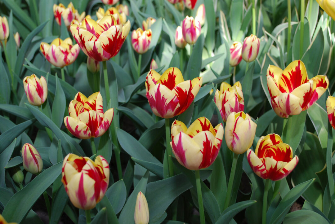 The Triumph Tulip - Minneopa Orchards