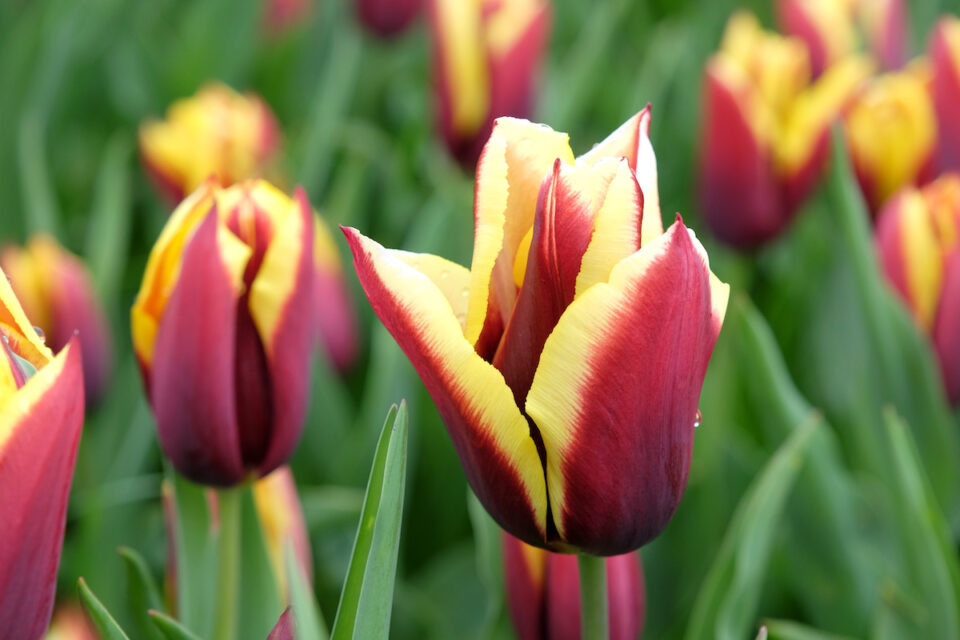 The Triumph Tulip - Minneopa Orchards