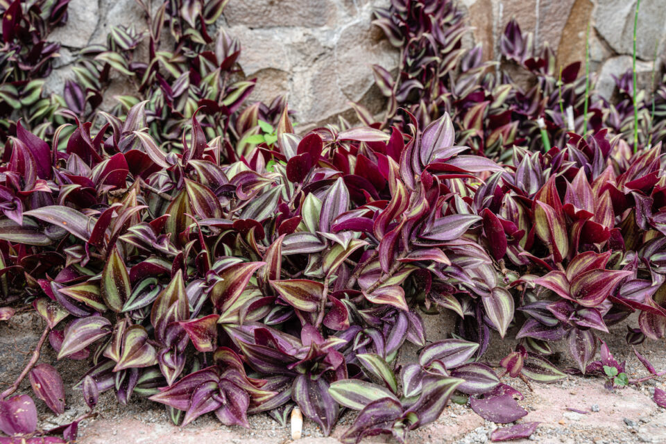 Propagating Wandering Jew: Easy Techniques for a Cascading Plant ...