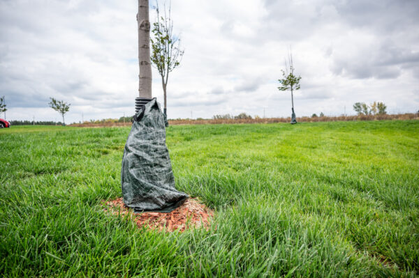 The Best Tree Wrap for Winter Tree Protection - Minneopa Orchards